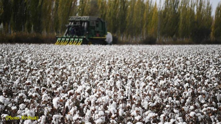 Foreign enterprises welcomed to visit Xinjiang cotton fields